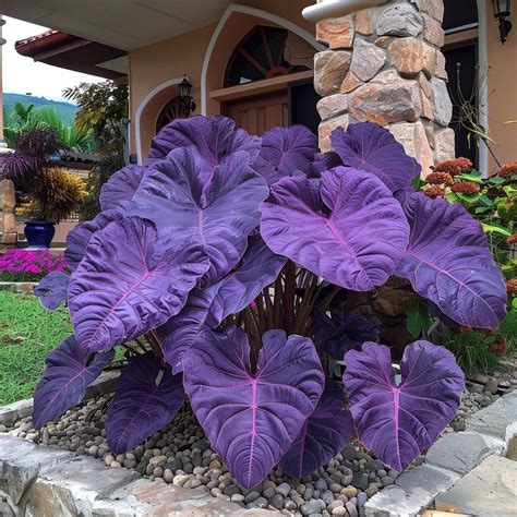 How To Grow And Care For Elephant Ear Plants Expert Tips For Lush