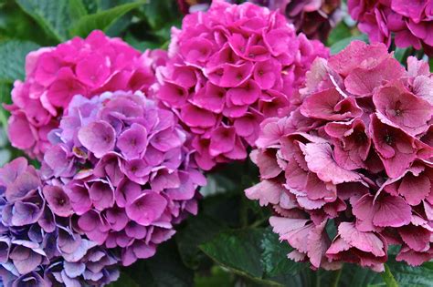 Hydrangeas Flowers Free Photo On Pixabay