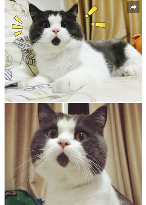 특이한 무늬를 가진 고양이들 유머움짤이슈 에펨코리아