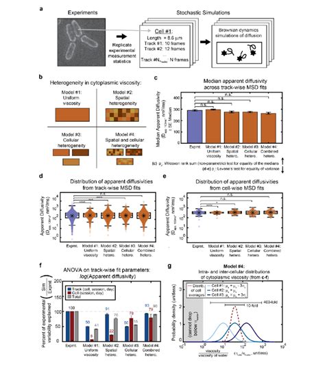 Stochastic Simulations Reveal Both Spatial And Cellular Heterogeneity Download Scientific