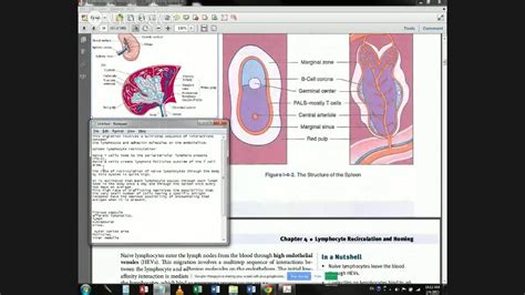 4 Immunology Lymphocyte Recirculation And Homing Youtube