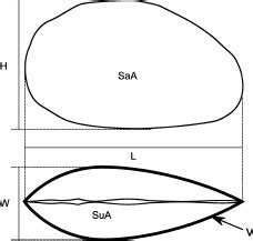 Shell Measurements Taken From Each Specimen H Shell Height L Shell Download Scientific