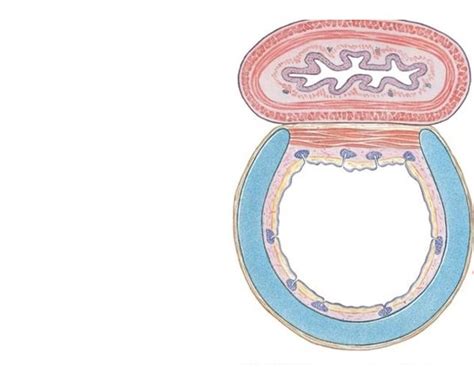 Anatomy 2 Diagram Quizlet