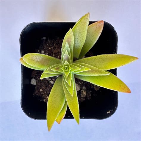 Crassula Capitella Red Pagoda Etsy