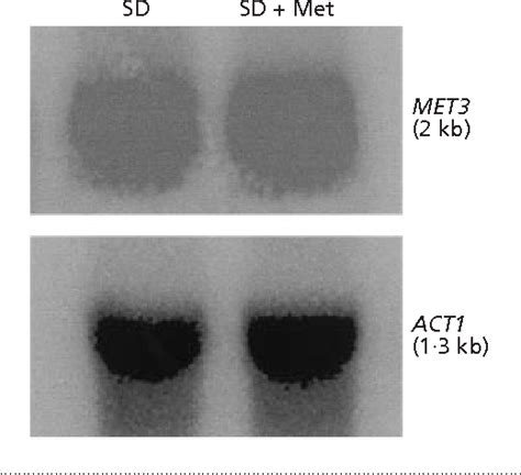 Figure 2 From Molecular And Genetic Analysis Of The Cryptococcus