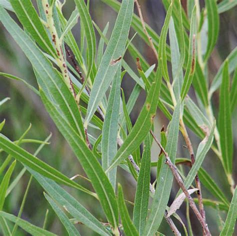 Desert Willow A Flowering Tree For Dry Country Gjm Nature Media