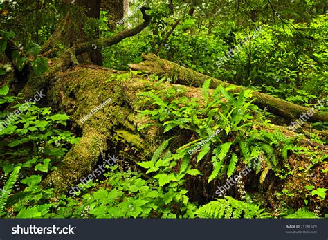 Lush Foliage On Fallen Tree In Temperate Rain Forest Pacific Rim