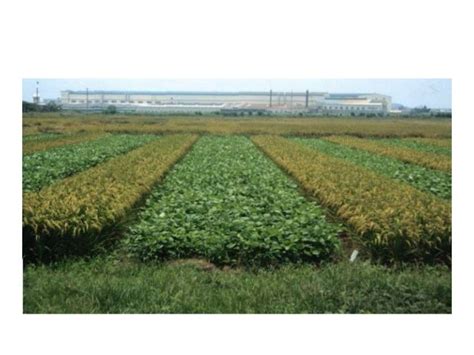 Rice Based Cropping System