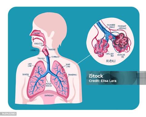 인간 호흡기 시스템기관지 폐 및 폐포 해부학 손으로 그린 그림 레이블 포함 개념에 대한 스톡 벡터 아트 및 기타 이미지 개념 개념과 주제 개체 그룹 Istock