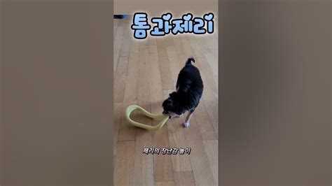 [톰과제리] 제리의 장난감 놀이 Youtube