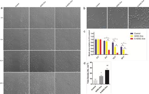 Reendothelialization Effect Of S Adsc Exo In Vitro A Representative Download Scientific