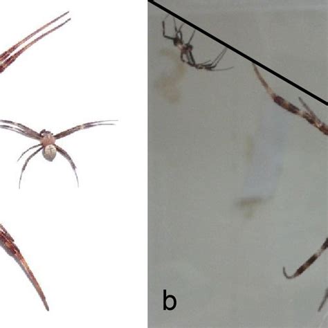 Supplementary Fig Argiope Versicolor A Sexual Dimorphism Between Download Scientific