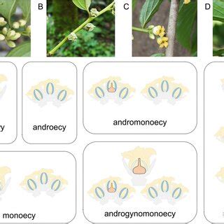 Diverse Sex Expressions In D Oleifera A Male Floral Buds B Female Download Scientific