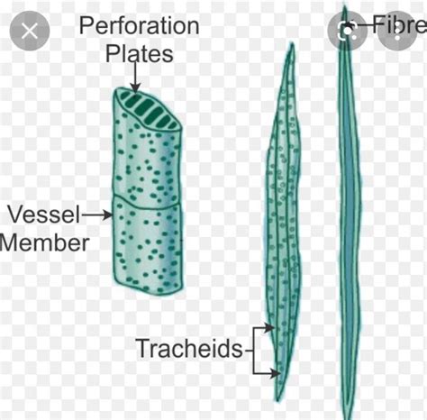 Tracheids Xylem