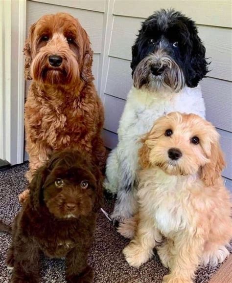 Dark Apricot Cockapoo