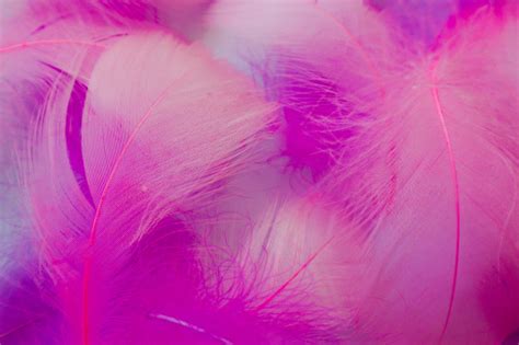 흰색 배경에 아름다운 추상적 인 보라색과 파란색 깃털과 화려한 패턴에 부드러운 흰색 핑크 깃털 질감 화려한 배경 검은색에 대한 스톡 사진 및 기타 이미지 Istock