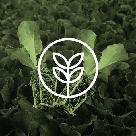 Termolita Perlita Mineral Perlita Expandida Aislantes Térmicos Filtración Horticultura