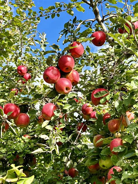 Fred Openshaw Farms Come Find Us At Your Local Farmers Market