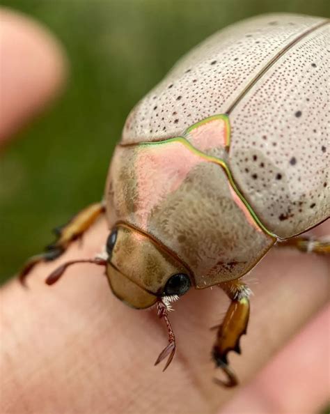 Australia Boasts Some Of The Worlds Most Stunning Beetles Look Out