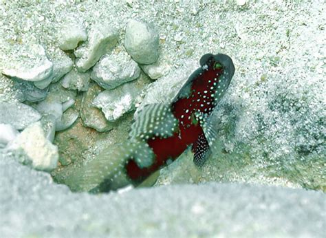 Cryptocentrus Cinctus Pohnpei Micronesia