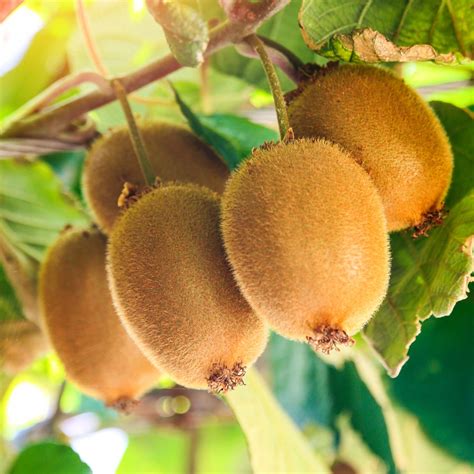 Herma Kiwi Plant Roots Plants
