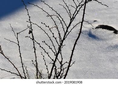 Closeup Shot Shrub Branches Growing Through Stock Photo 2019081908 Shutterstock