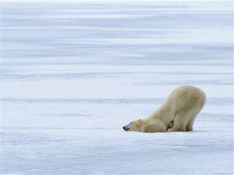 Icebear 15 wallpaper