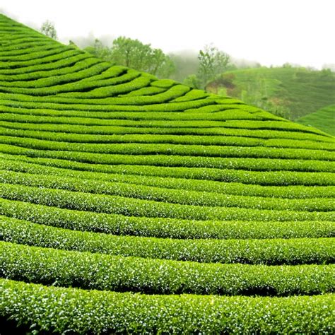 Premium Photo Tea Plantation