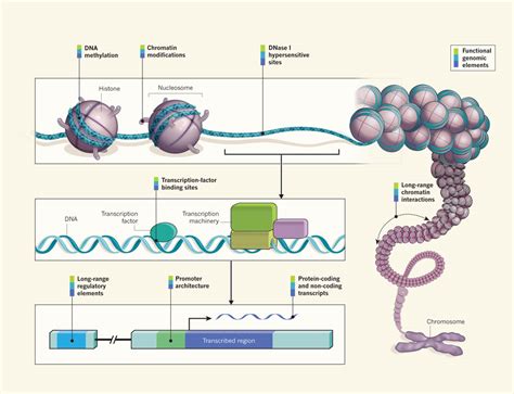 Pleiotropy Encode What Defines Genomic Function