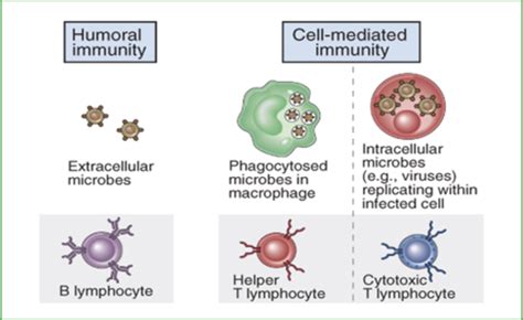 Mfm Lecture Twenty One Lymphocyte Development Flashcards Quizlet