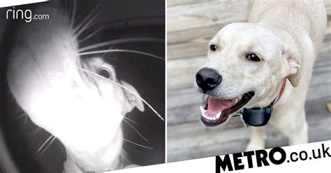 Clever Dog Rings Doorbell At 2am After Getting Locked Out Metro News