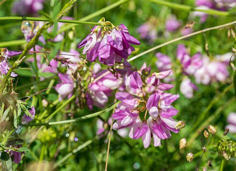 Bunte Kronwicke Bilder Und Stockfotos Istock
