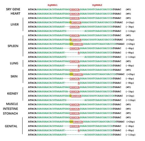 figure s2 t cloning and sanger sequencing for mutation detection of