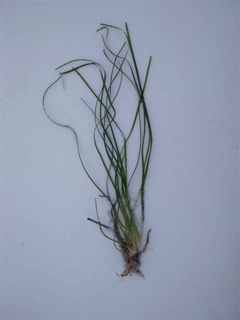 Zostera marina