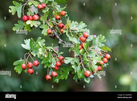 Hawthorn Berries Lots Of Red Berries On Hawthorn Tree Crataegus Monogyna During Early Autumn