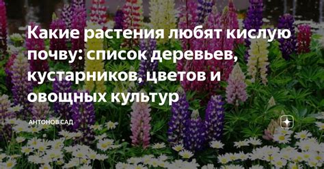 Какие растения любят кислую почву список деревьев кустарников цветов и овощных культур