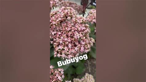 Bubuyogshorts Youtube
