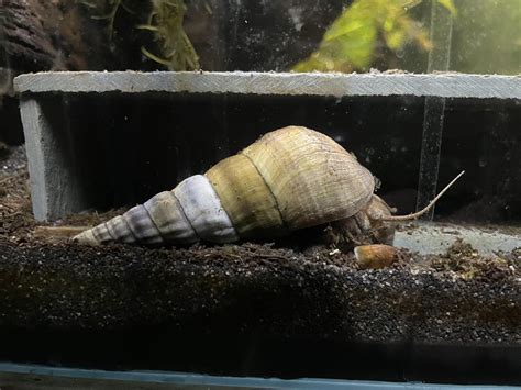 Snail Dilemma R Aquaticsnails