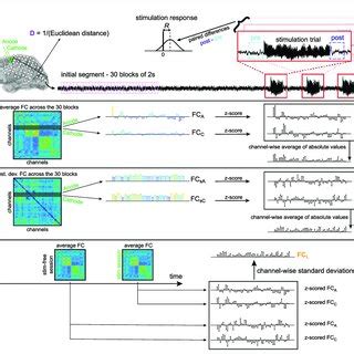 Functional Connectivity Features Used For The Modelling Of Stimulation Download Scientific