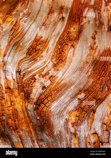 Texas Red Oak Bark At George Jelks Blog