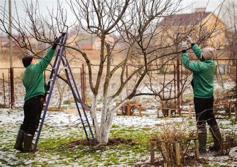 What Fruit Trees Are Pruned In January And How Is It Convenient To Do It