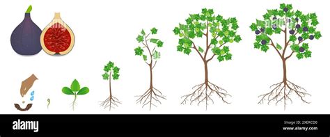 Cycle Of Growth Of A Fig Plant On A White Background Stock Vector Image