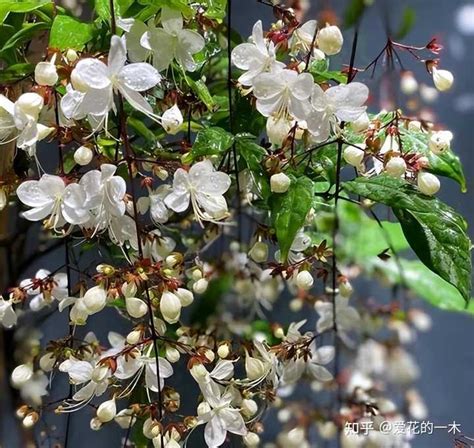 家里的垂丝茉莉如何养护才能开花更旺盛呢？ 知乎