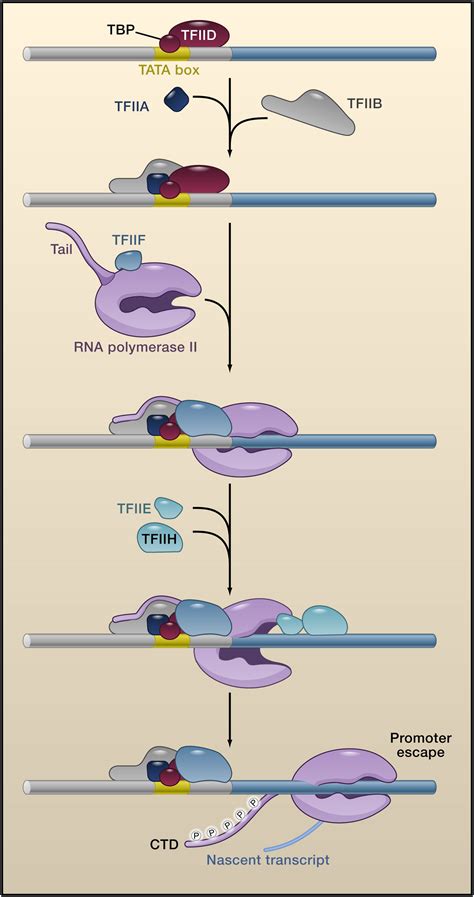 Paused RNA Polymerase II As A Developmental Checkpoint Cell