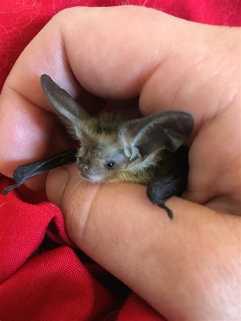 Cute Alert Microbat Rescued R Bat