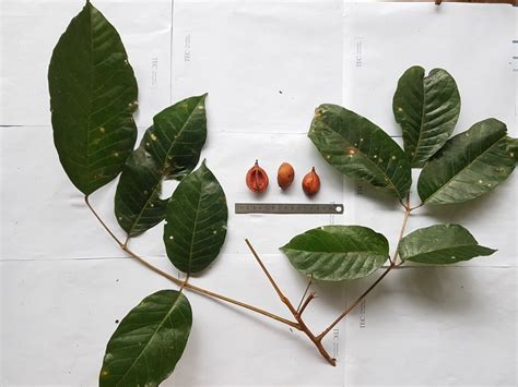 Protium Pittieri In August 2018 By Leonardo Álvarez Alcázar · Inaturalist