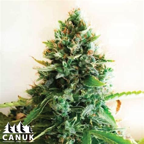 Chocolope Candy Regular Seeds Elite Strain Cannabis Seeds Canada