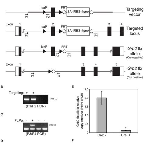 Conditional Inactivation Of The Grb2 Gene In Mice A Schematic