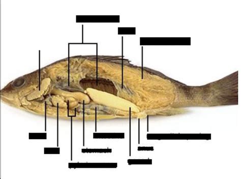 Perch Dissection Male Diagram Quizlet