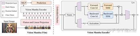 Vision Mamba论文总结 知乎